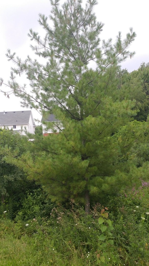 eastern white pine from Kitchener, ON N2A 4G5, Canada on August 7, 2023 ...