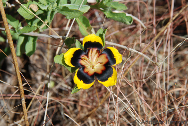 Kaoko Twistbud (Turnera oculata) - Botanical Realm