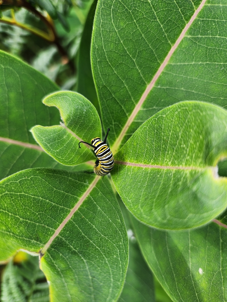 Monarch from Peaine Township, MI, USA on August 7, 2023 at 10:34 AM by ...