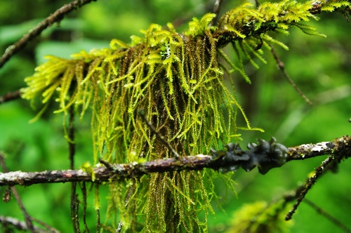 Leucodon pendulus · iNaturalist Panamá