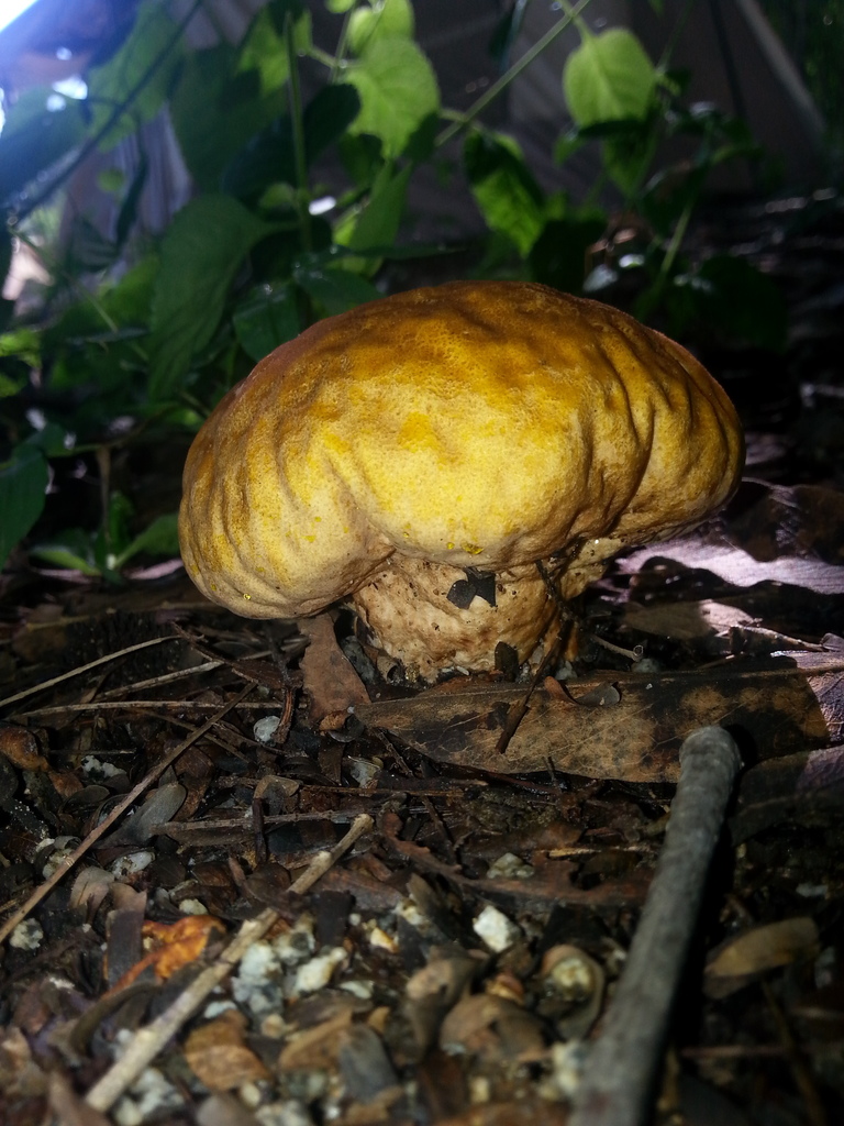 puffballs (Binjura) · iNaturalist