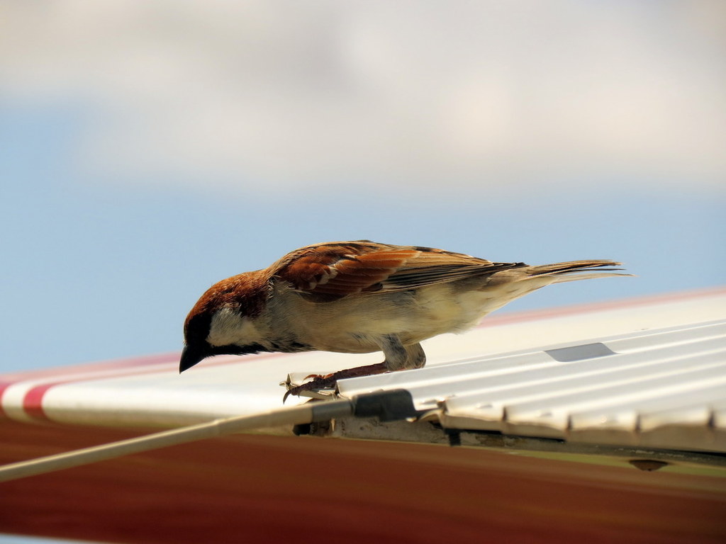 Passer castanopterus × domesticus from Dadaab, Kenya on April 18, 2013 ...