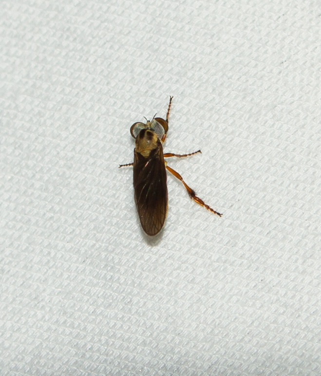 Gnat Ogres from Boyds, MD 20841, USA on August 6, 2023 at 01:56 AM by ...