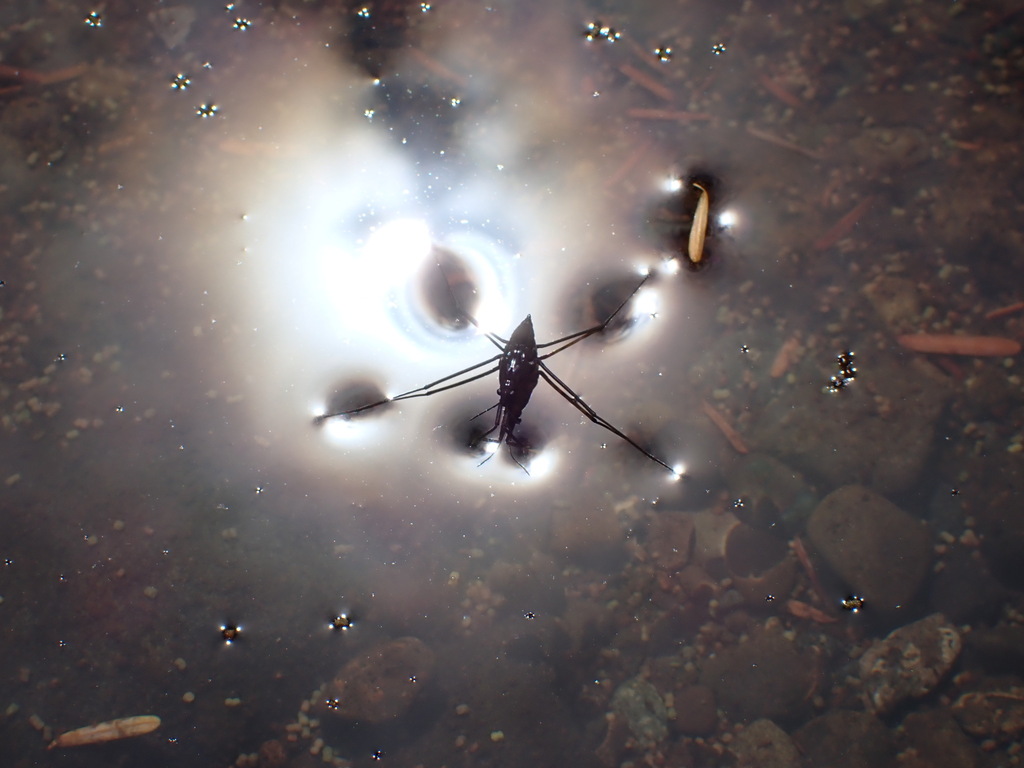 Common Water Strider from Mount Waddington, BC, Canada on July 28, 2023 ...