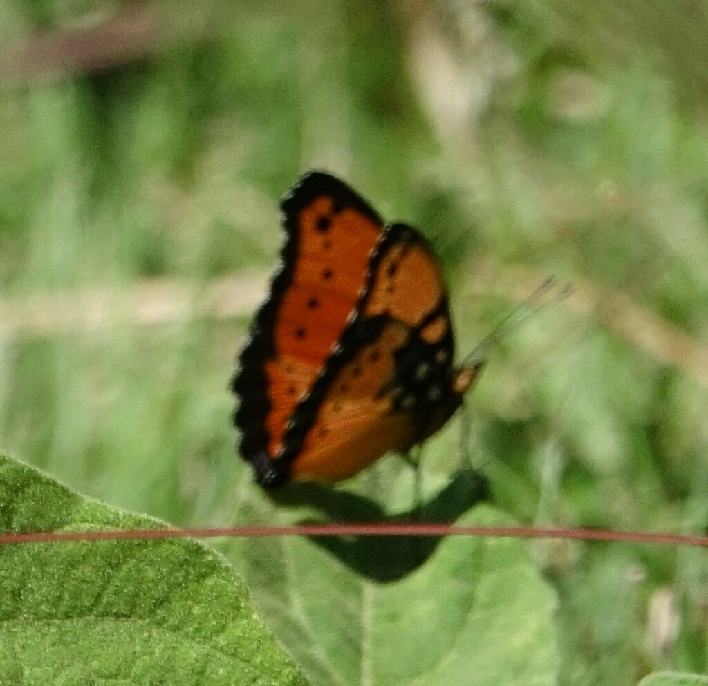 Gaudy Commodore from 肯亞恩代贝斯 on November 11, 2016 at 01:35 PM by Ryan ...