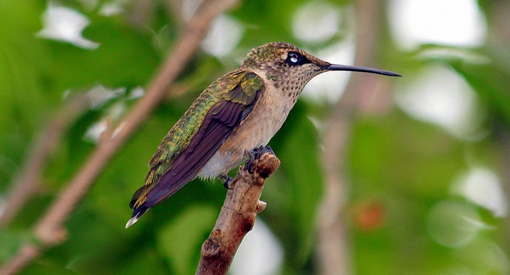 Ruby-throated and Black-chinned Hummingbirds from Pueblo Drive, Garland ...
