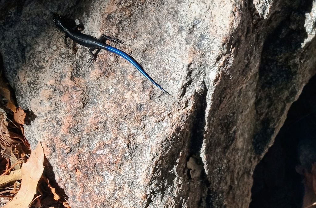 Great Plains Skink from El Paso County, TX, USA on August 5, 2023 at 11 ...