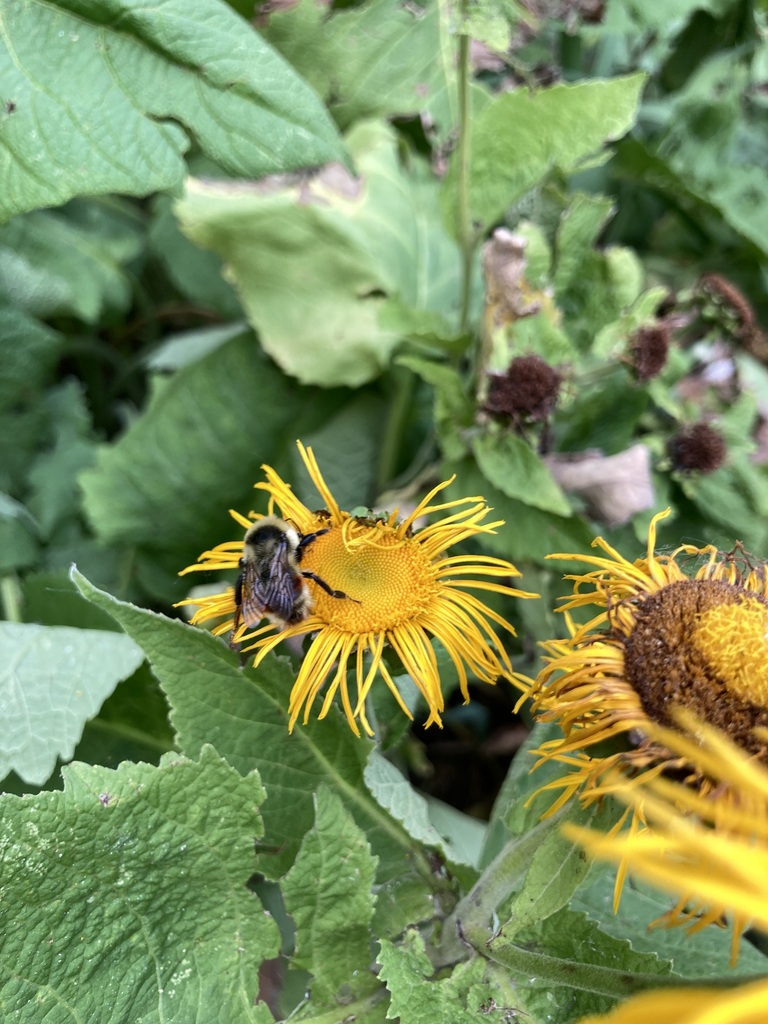 Red-belted Bumble Bee from Douglasdale, Calgary, AB T2Z, Canada on ...
