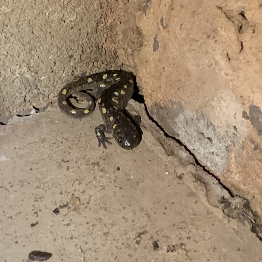 Spotted Salamander from Prince Edward Island, Murray Harbour, PE, CA on ...