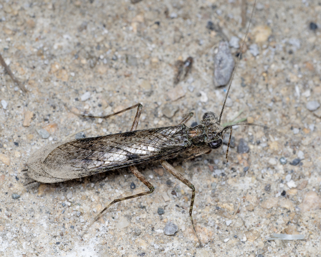 Amorphoscelis chinensis in August 2023 by Sakern | 永隔一江水 · iNaturalist