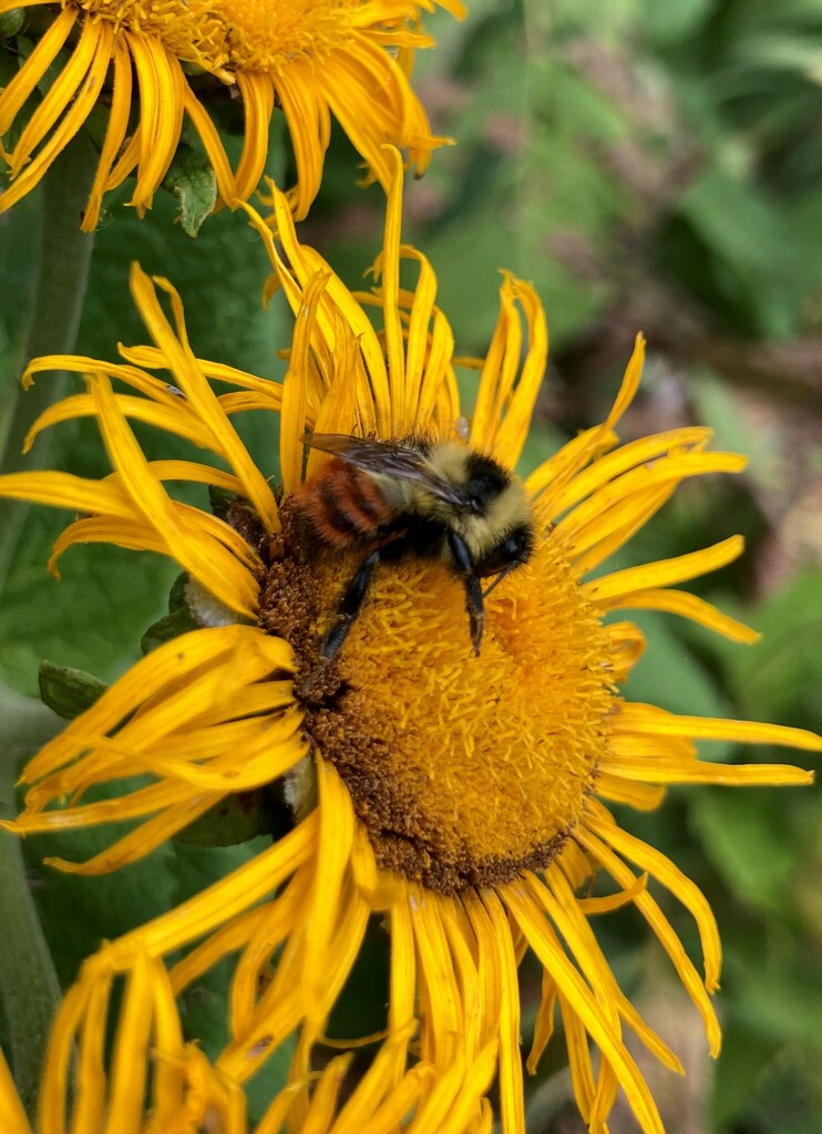 Red-belted Bumble Bee from Douglasdale, Calgary, AB T2Z, Canada on ...