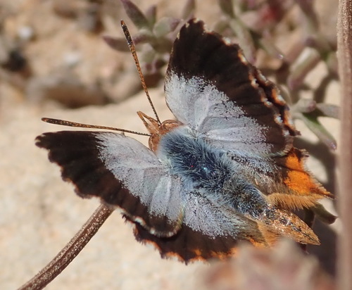 Subspecies Chrysoritis nigricans zwartbergae · iNaturalist