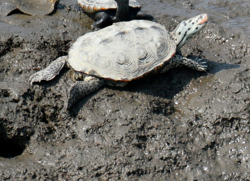 Northern Diamondback Terrapin in June 2023 by Sandy Thomas · iNaturalist