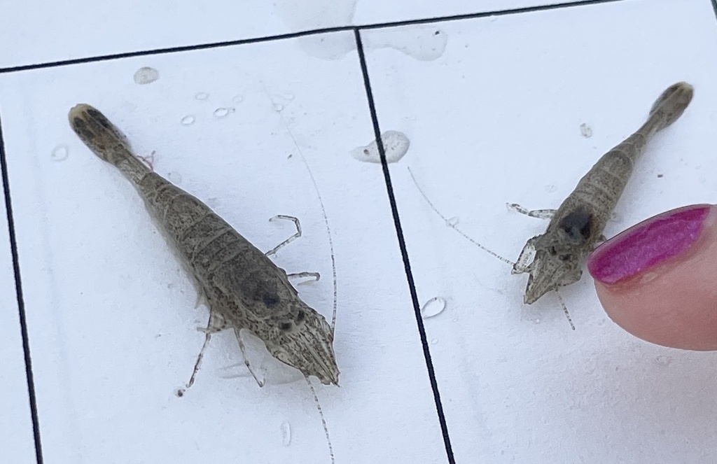 Sand Shrimp from East River, New York, NY, US on August 3, 2023 at 07: ...