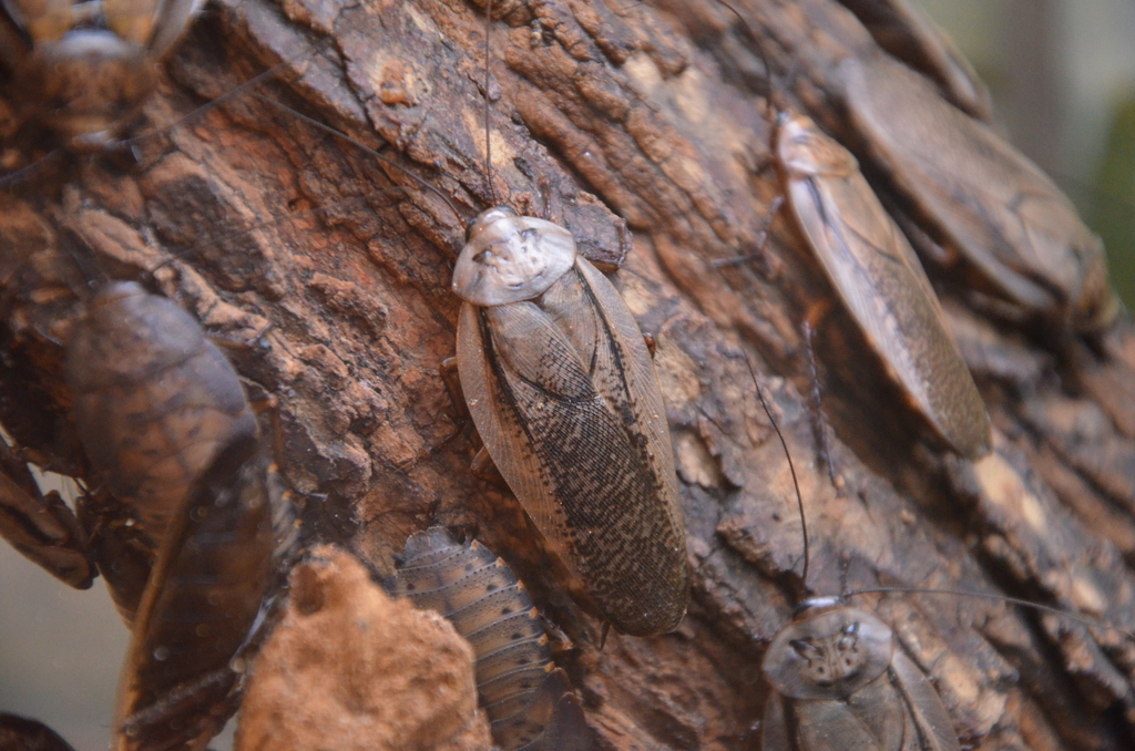 Madeira Cockroach (Blattodea (cockroaches and termites) of the British ...