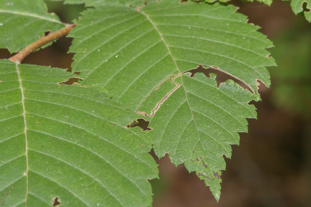 Stigmella apicialbella from 794122 3rd Line EHS, Laurel, ON L0N 1L0 ...