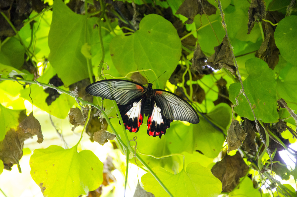 Great Yellow Mormon Swallowtail (ZSLB) · iNaturalist