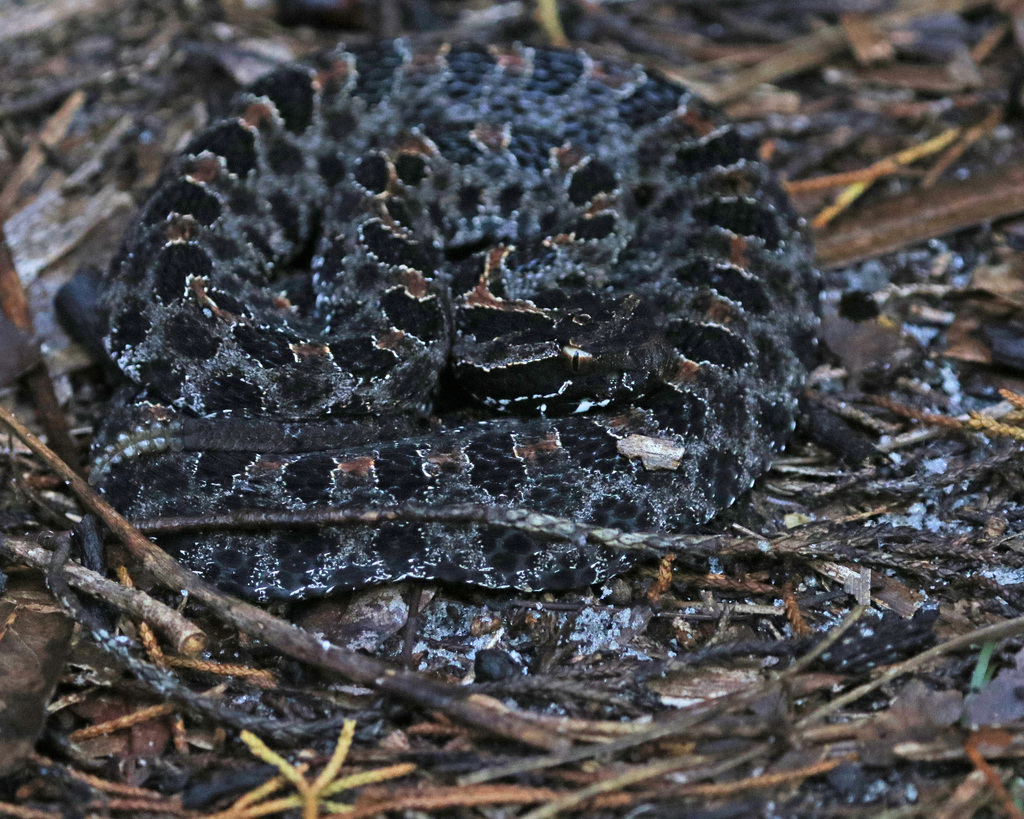 Pygmy Rattlesnake from Orange County, FL, USA on August 5, 2023 at 09: ...
