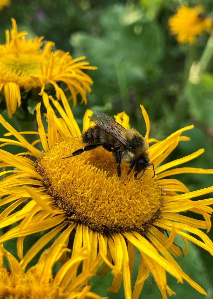 Red-belted Bumble Bee from Douglasdale, Calgary, AB T2Z, Canada on ...