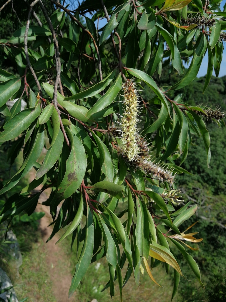 Willow beechwood (Plants of the Matopos) · iNaturalist