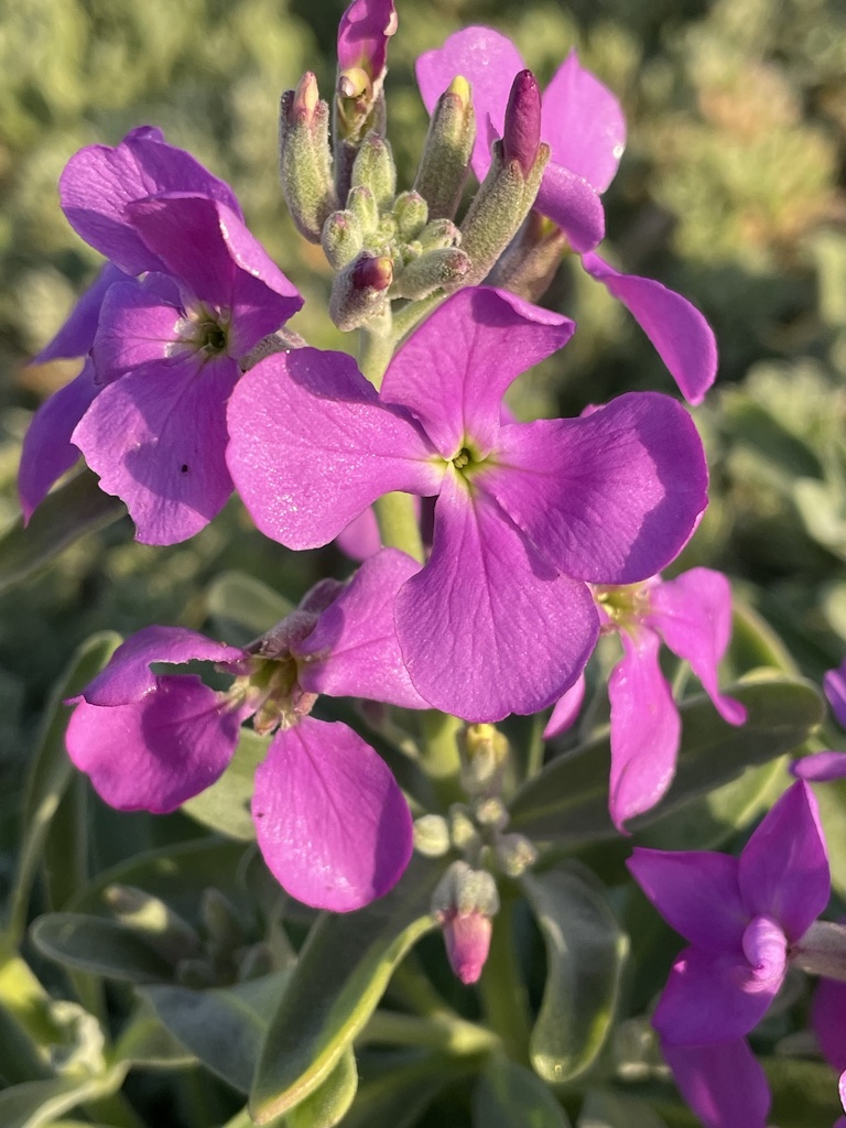 hoary stock from Mouille Point Promenade, Cape Town, WC, ZA on August 6 ...