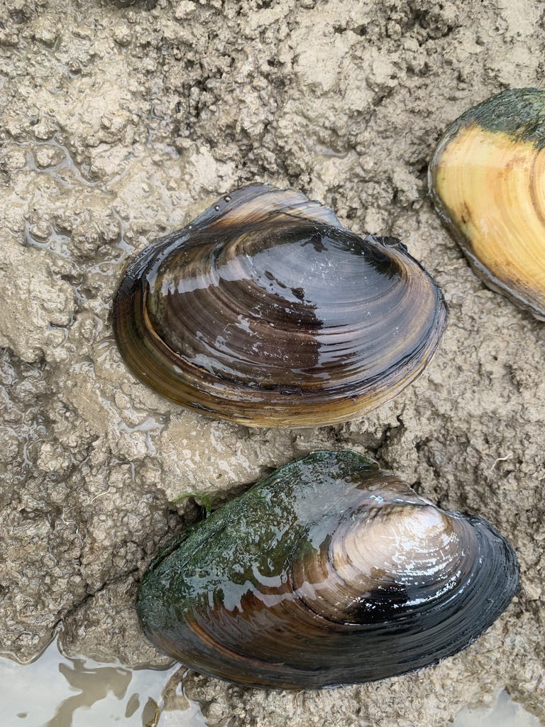 Potamilus in August 2023 by pocahontas7780 · iNaturalist