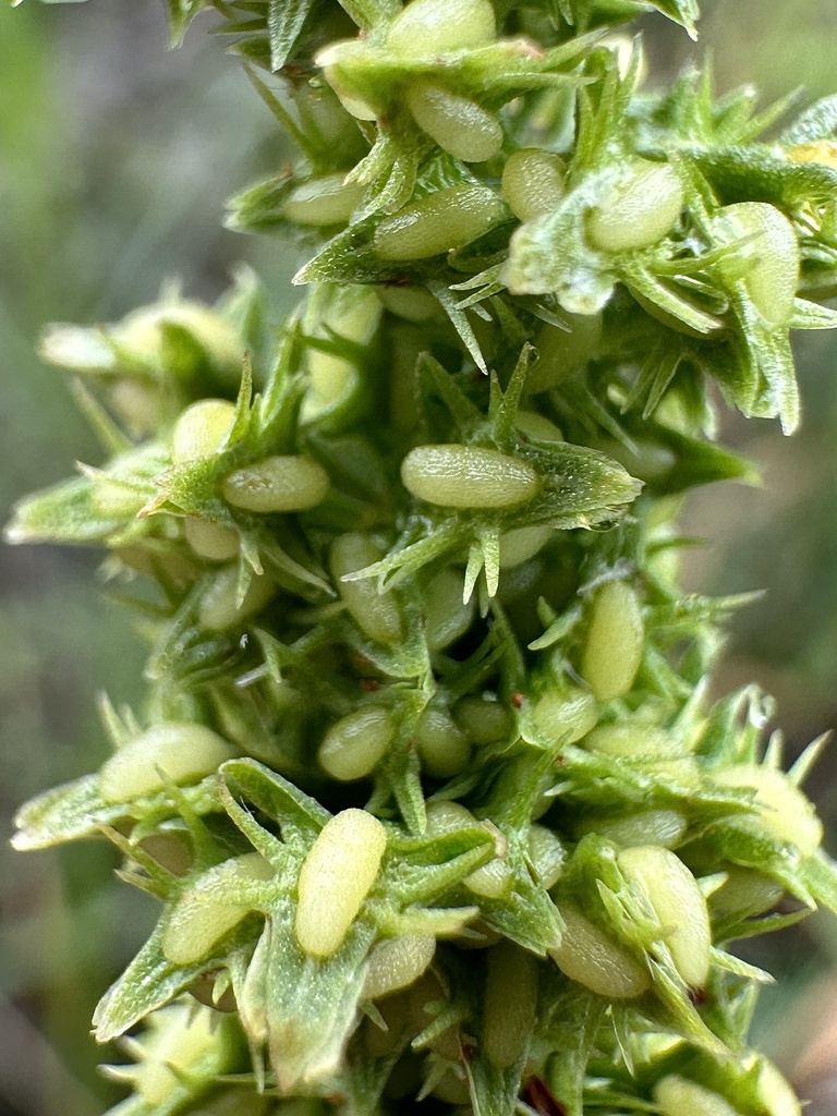 Marsh Dock (Rumex palustris) - Botanical Realm