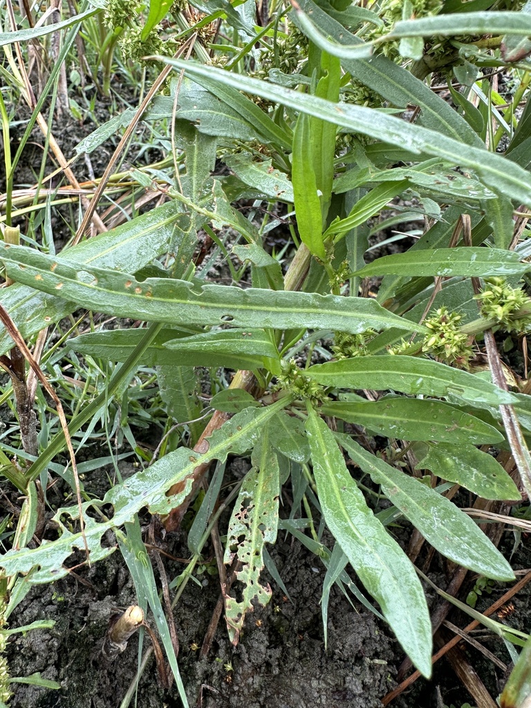 Marsh Dock (Rumex palustris) - Botanical Realm