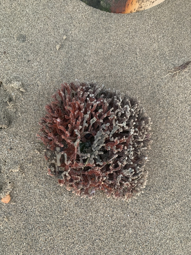 Red Beard Sponge from Navesink River, Fair Haven, NJ, US on September ...