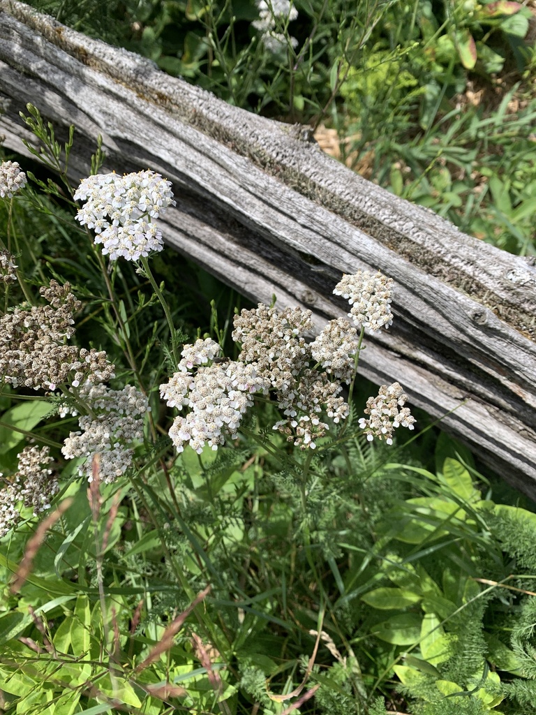 common yarrow from Manitoulin Island, Gordon/Barrie Island, ON, CA on ...