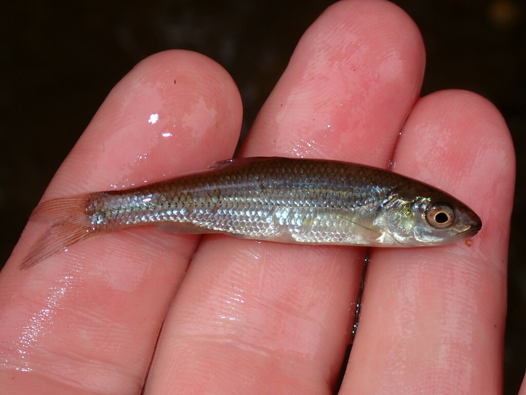 Fallfish from Blairstown, NJ, USA on August 7, 2023 at 10:43 AM by ...