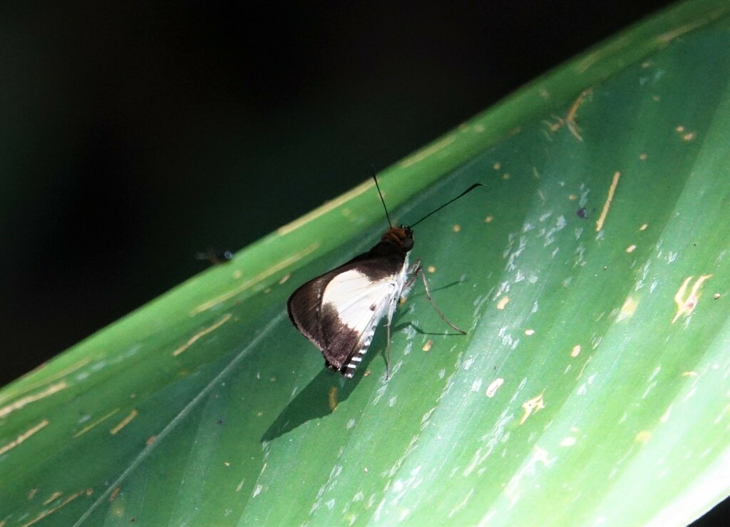Vettius from Orito, Putumayo, Colombia on January 22, 2016 at 05:17 PM ...