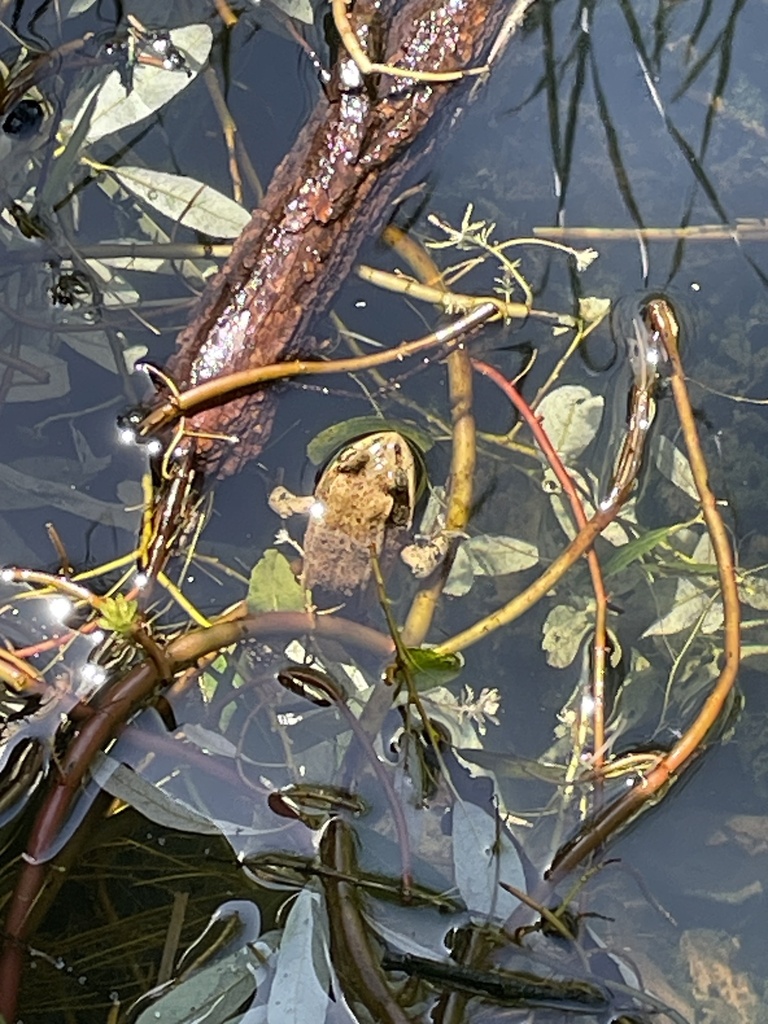 California Red-legged Frog in August 2023 by wild_fox · iNaturalist