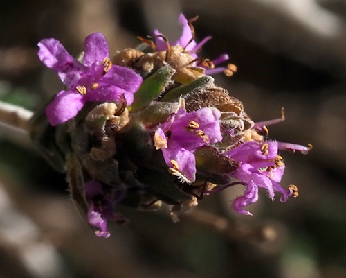 Coridothymus capitatus · iNaturalist