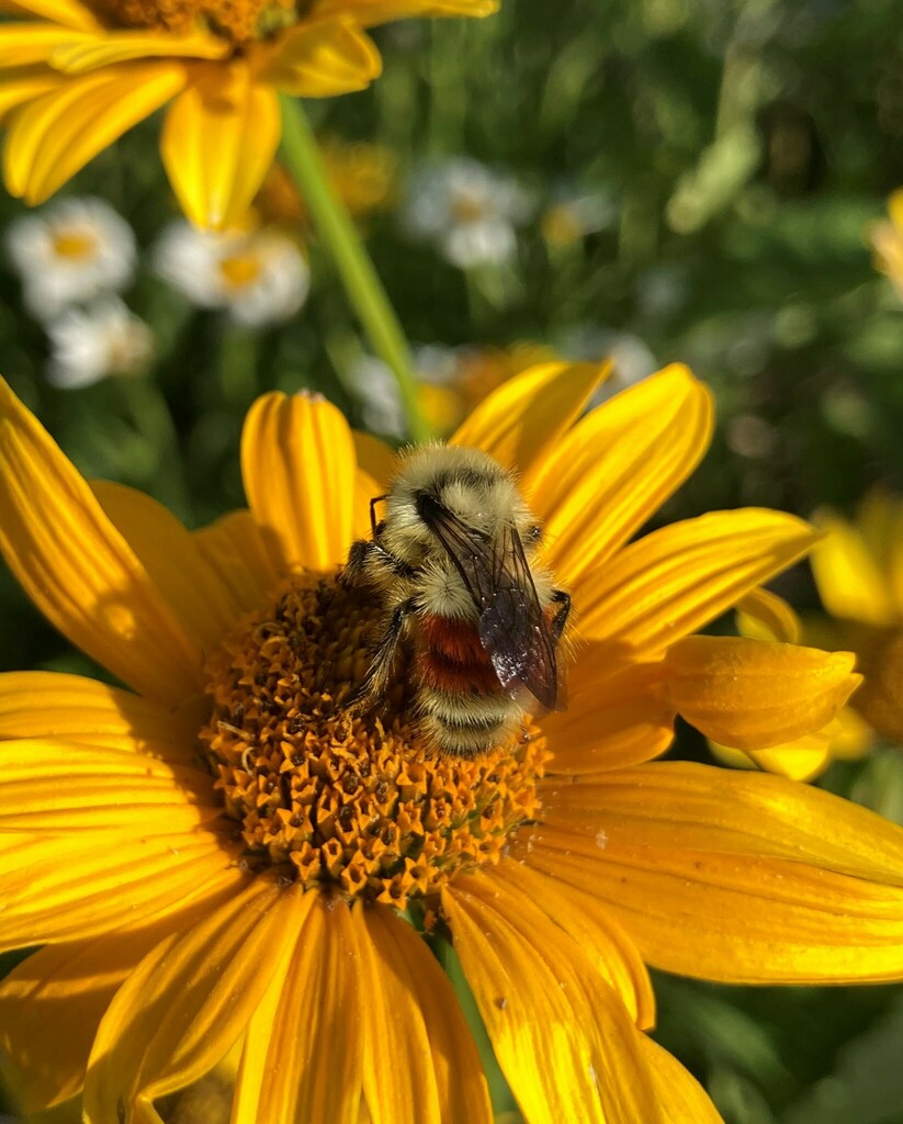 Hunt's Bumble Bee from Douglasdale, Calgary, AB T2Z, Canada on August 2 ...