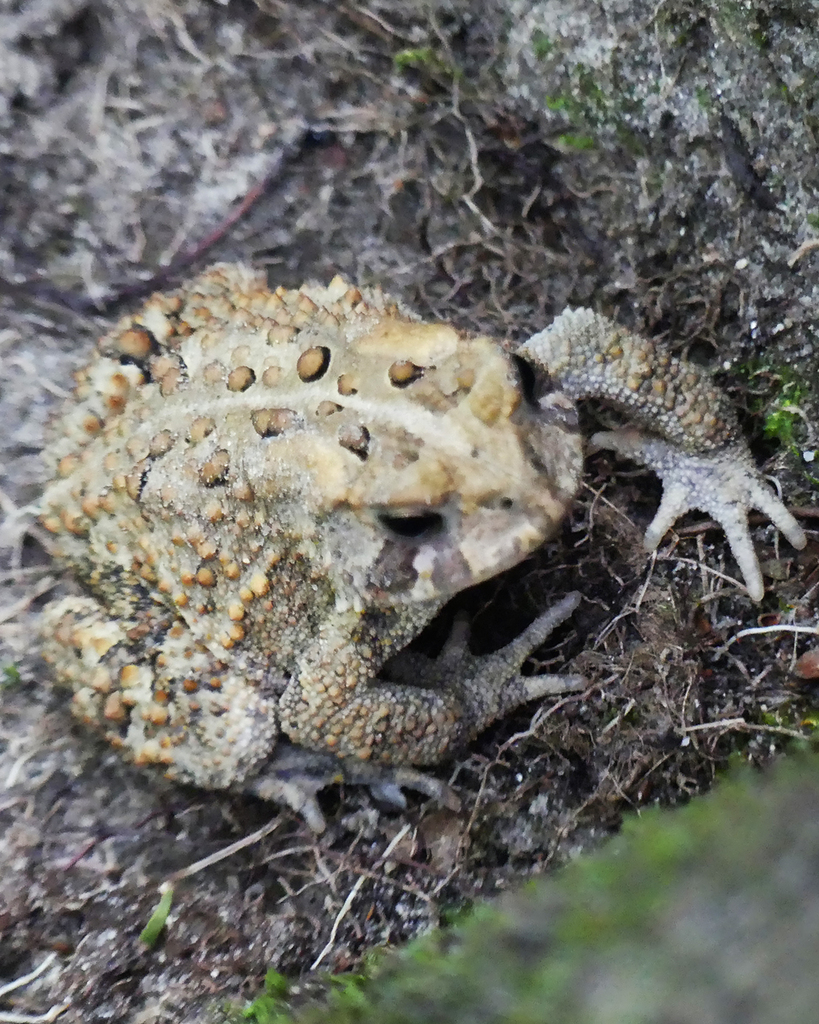 American Toad from Northampton, MA, USA on August 4, 2023 at 11:40 AM ...