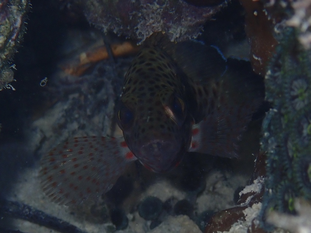 Red Hind from North Atlantic Ocean, Bermuda, BM on August 5, 2023 at 06 ...