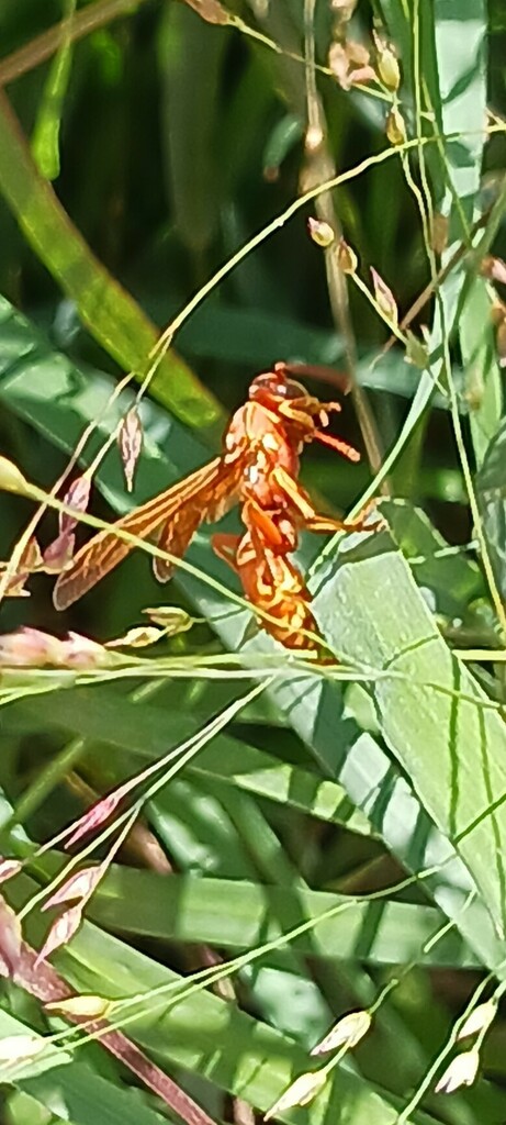 Southern Paper Wasp from Edmond, OK, USA on August 7, 2023 at 02:18 PM ...