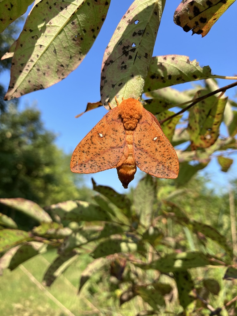 Spiny Oakworm Moth from Chestertown, MD, US on August 6, 2023 at 09:24 ...