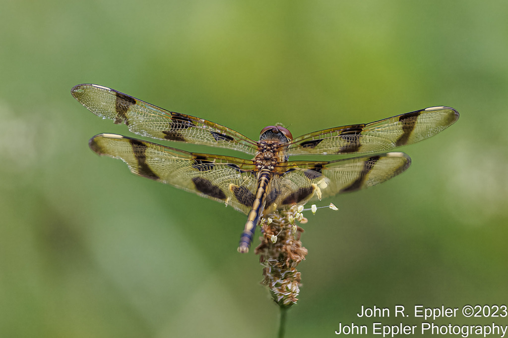 Halloween Pennant from Reston, VA, USA on August 05, 2023 at 12:12 AM ...