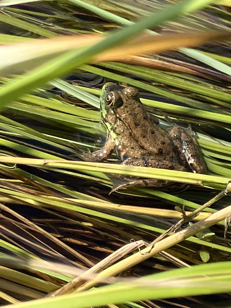 Green Frog from West River St. Marys, St. Mary's, NS, CA on August 7 ...