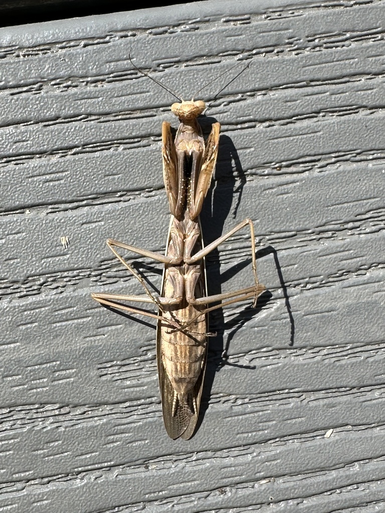 European Mantis in August 2023 by Mitch Lindgren · iNaturalist
