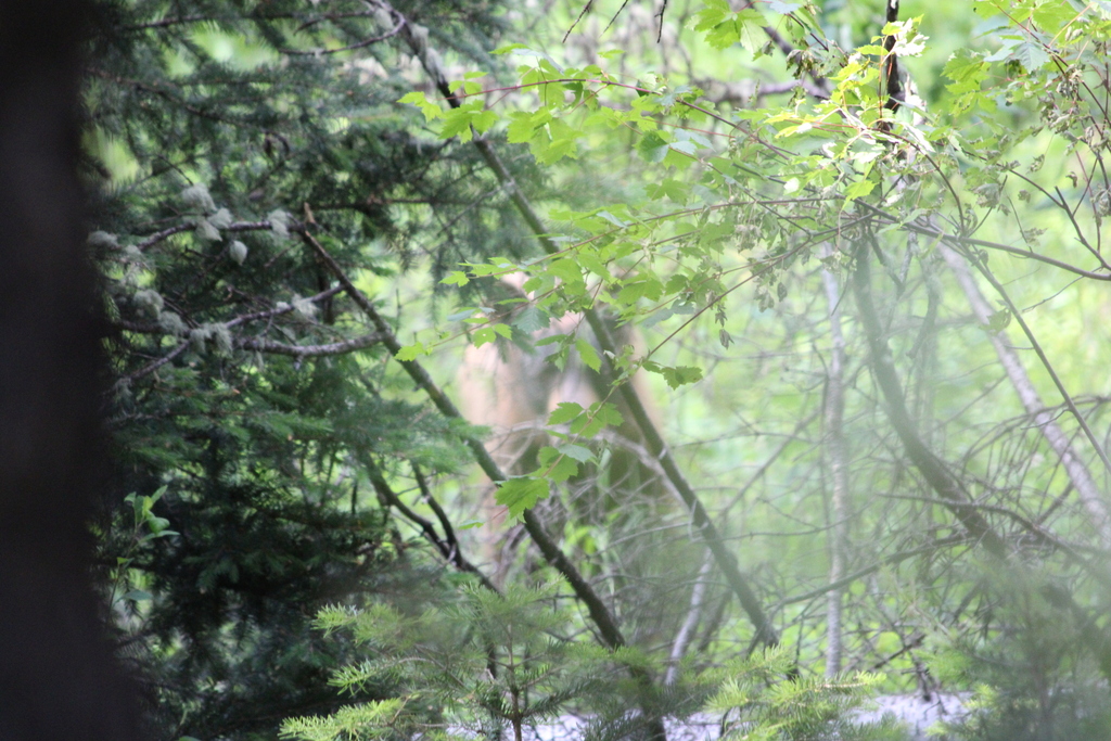 American Black Bear from Phelps Lake, Wyoming 83014 on July 13, 2023 at ...