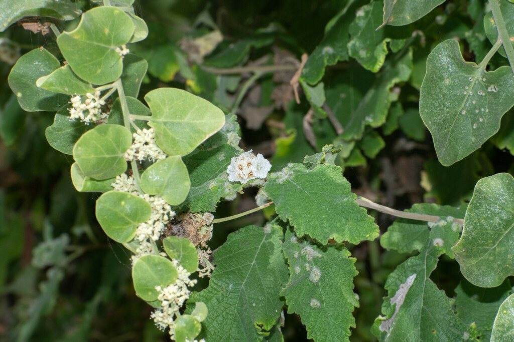 salt bush (Cryptocarpus pyriformis) - Botanical Realm