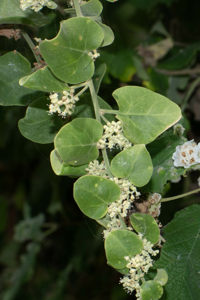 salt bush (Cryptocarpus pyriformis) - Botanical Realm
