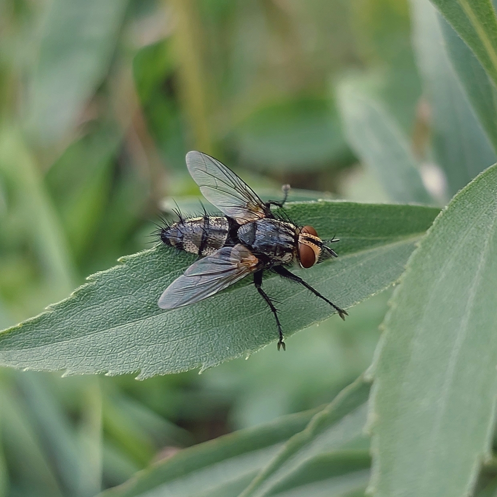Exorista rustica from Parzniew on August 7, 2023 at 06:35 PM by Jonatan ...