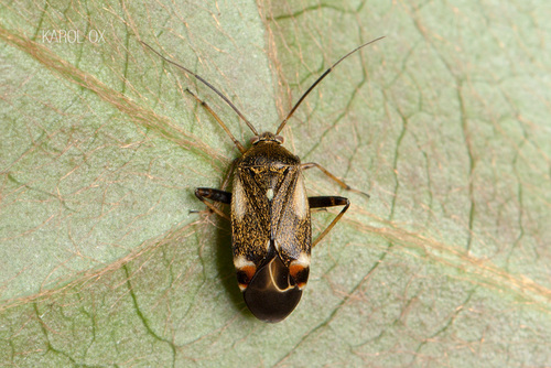 Polymerus microphthalmus · iNaturalist