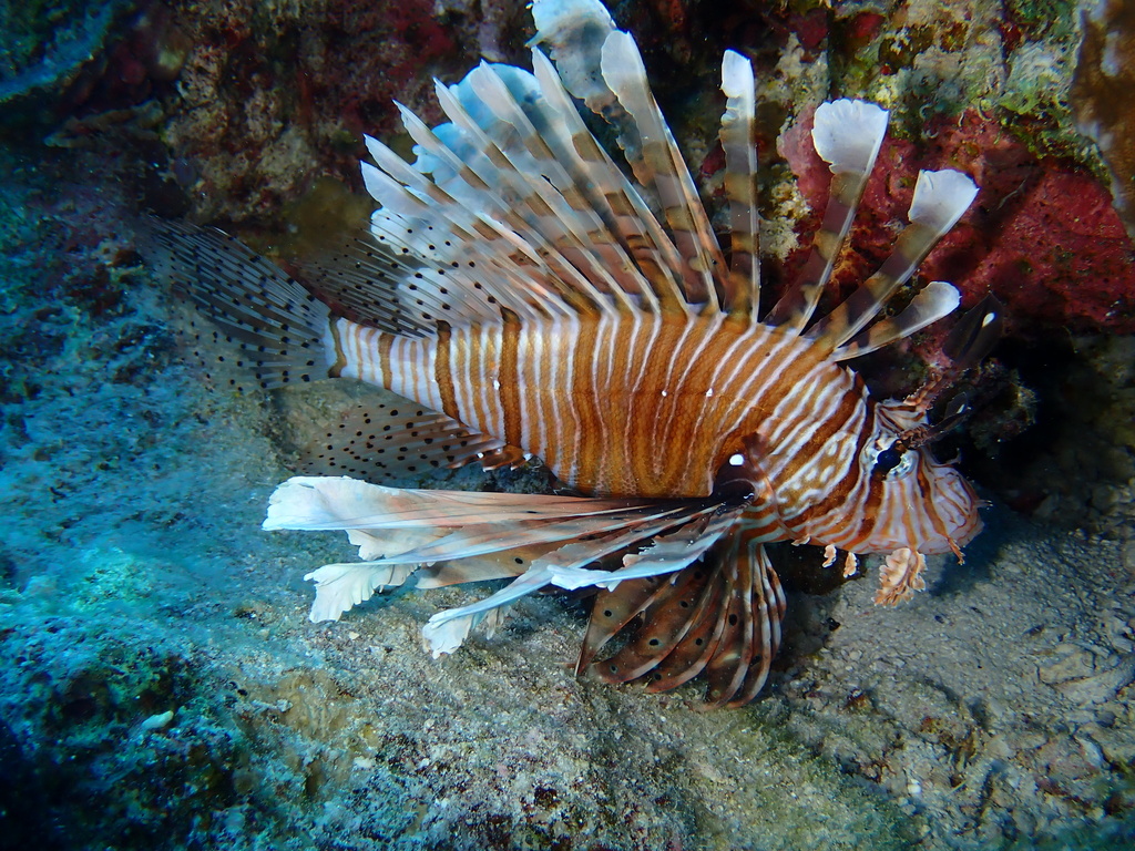 Indian Lionfish (Pterois miles) - Marine Life Identification