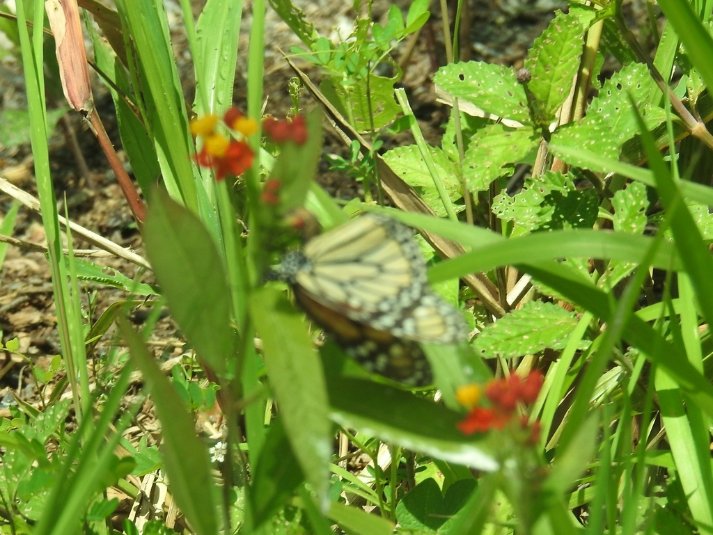 Monarch from Belize District, Belize on August 7, 2023 at 12:05 PM by ...