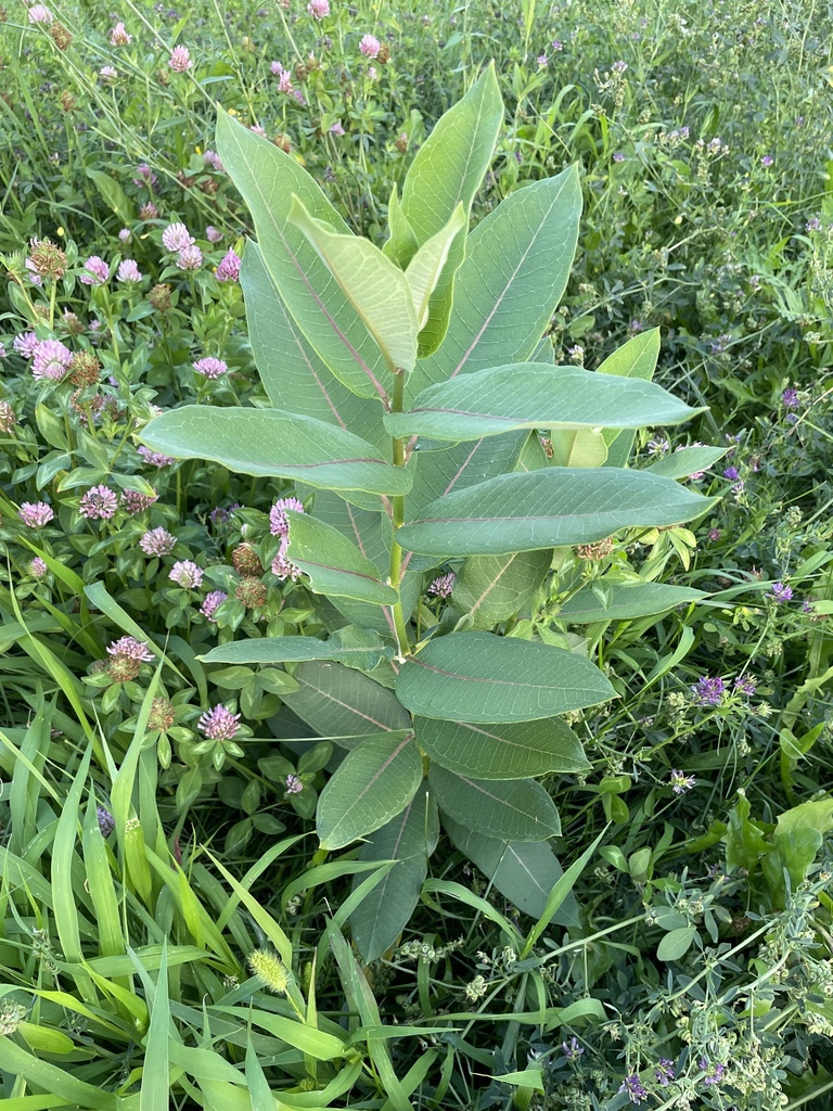 common milkweed from Jesus Island, Laval, QC, CA on August 4, 2023 at ...